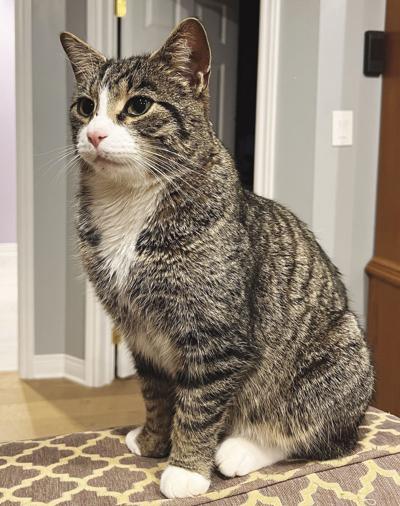 Seven months on the lam and Chunka’s home safe & sound | The Eastern ...