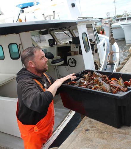 Smooth sailing as spring lobster season reaches halfway point | West ...