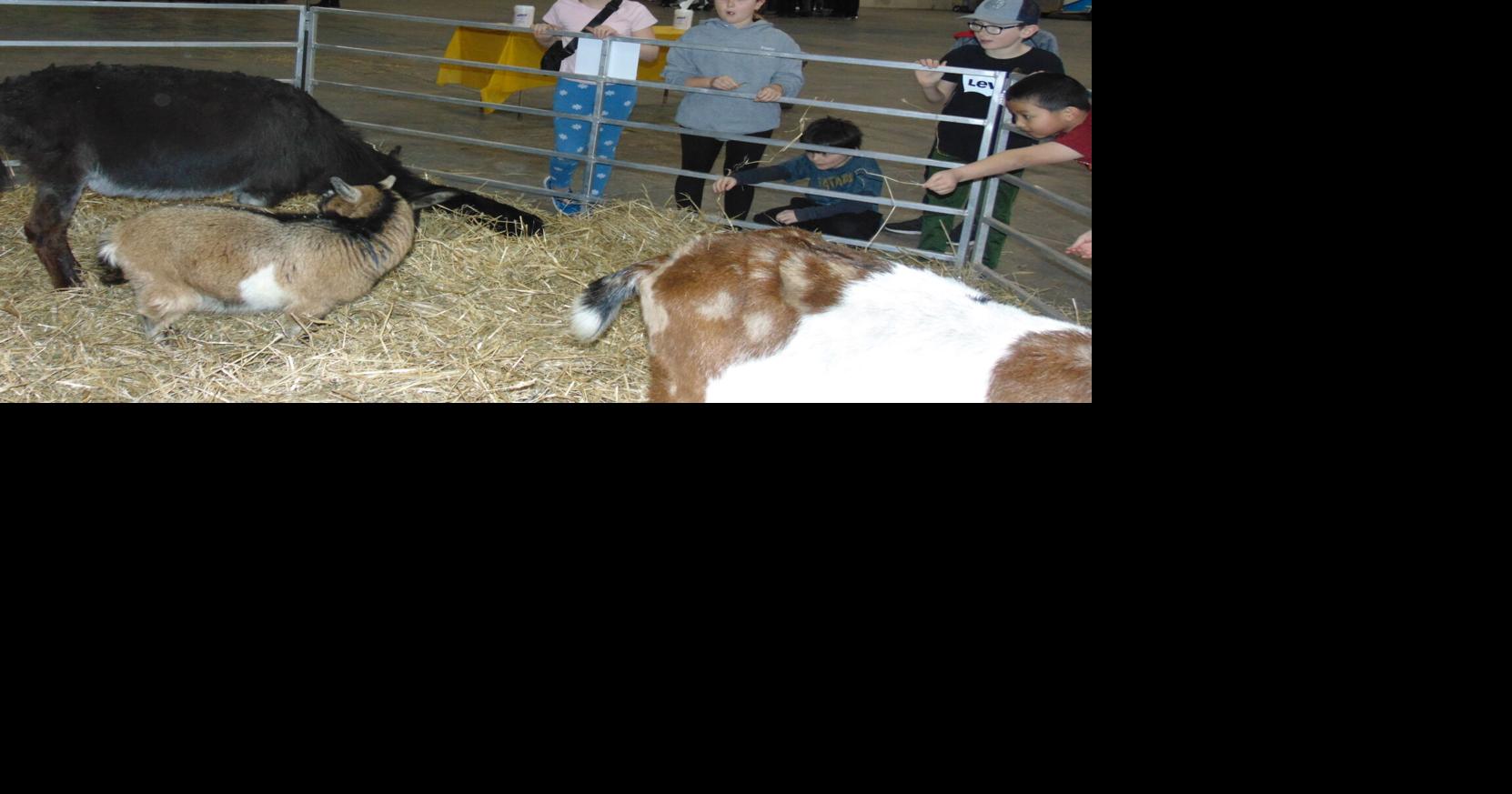 Agriculture Adventure Days returns after three year absence ...