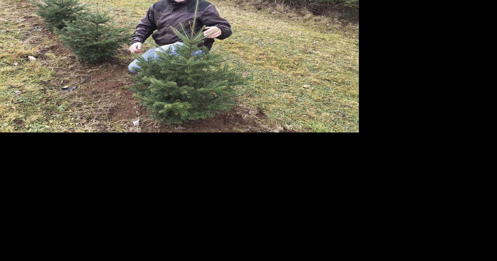 PEI Christmas tree growers can benefit from technology | Island Farmer ...