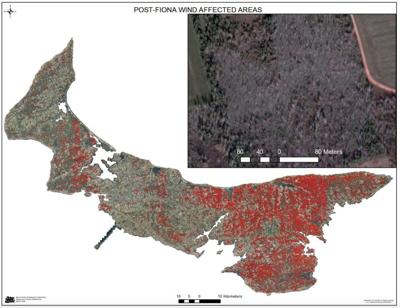 Fallen trees from Hurricane Fiona have some positive impact on wildlife ...