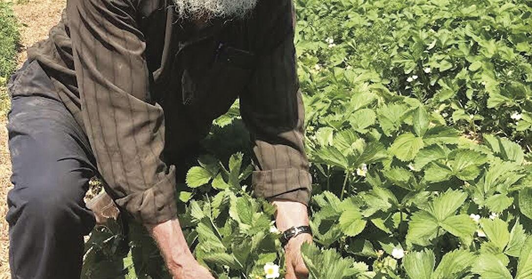 Strawberry crops look good after slow start to season | The Eastern ...