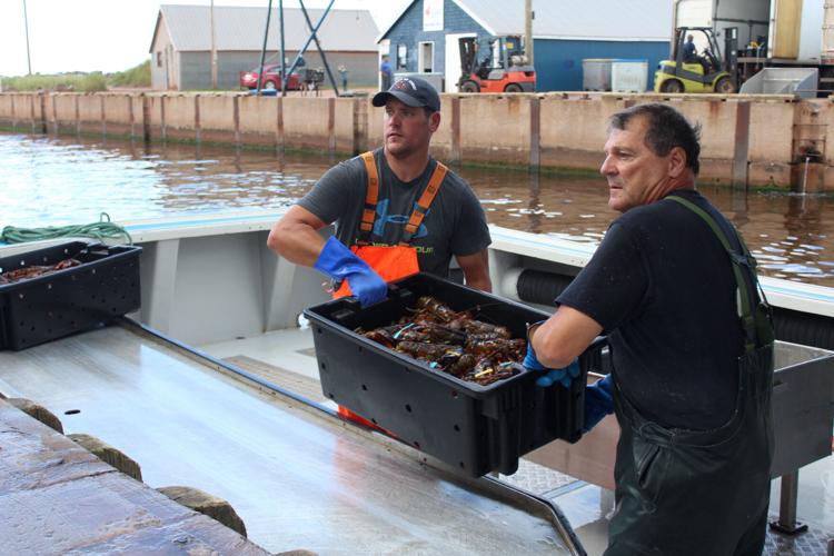 Low prices mark first week of fall lobster season | West Prince Graphic ...