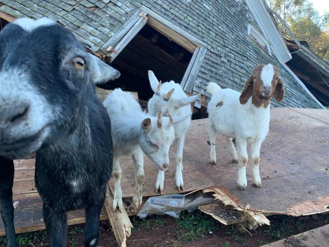 Barn collapses, trapping animals inside | The Eastern Graphic ...