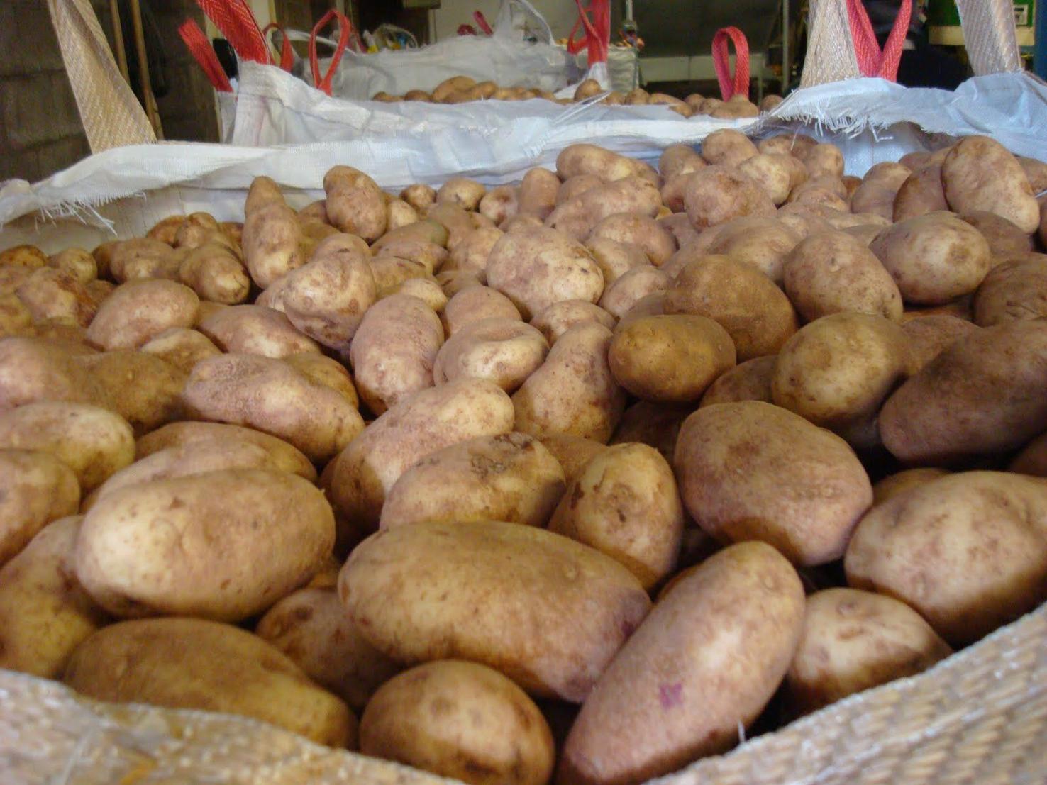 Mixed results as PEI potato harvest begins | The Eastern Graphic ...