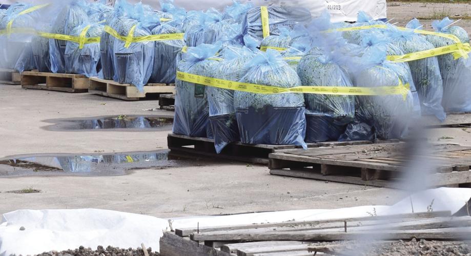 CFIA destroy plants found locally with Box Tree Moth | The Eastern ...