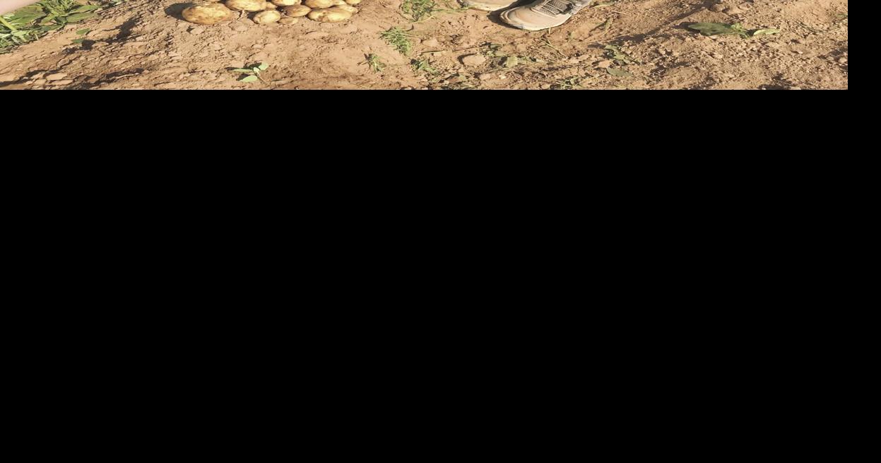 Irish Cobblers a favourite early potato for Islanders | Island Farmer ...
