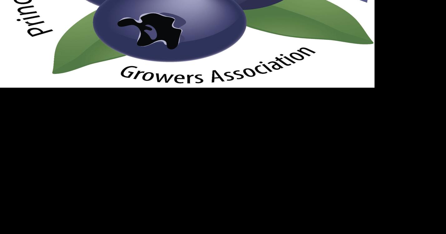 Blueberry growers in shock, disbelief at half-price offer | Island ...