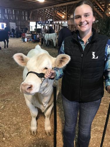 4-H cattle show at Dundas agricultural fair | The Eastern Graphic ...