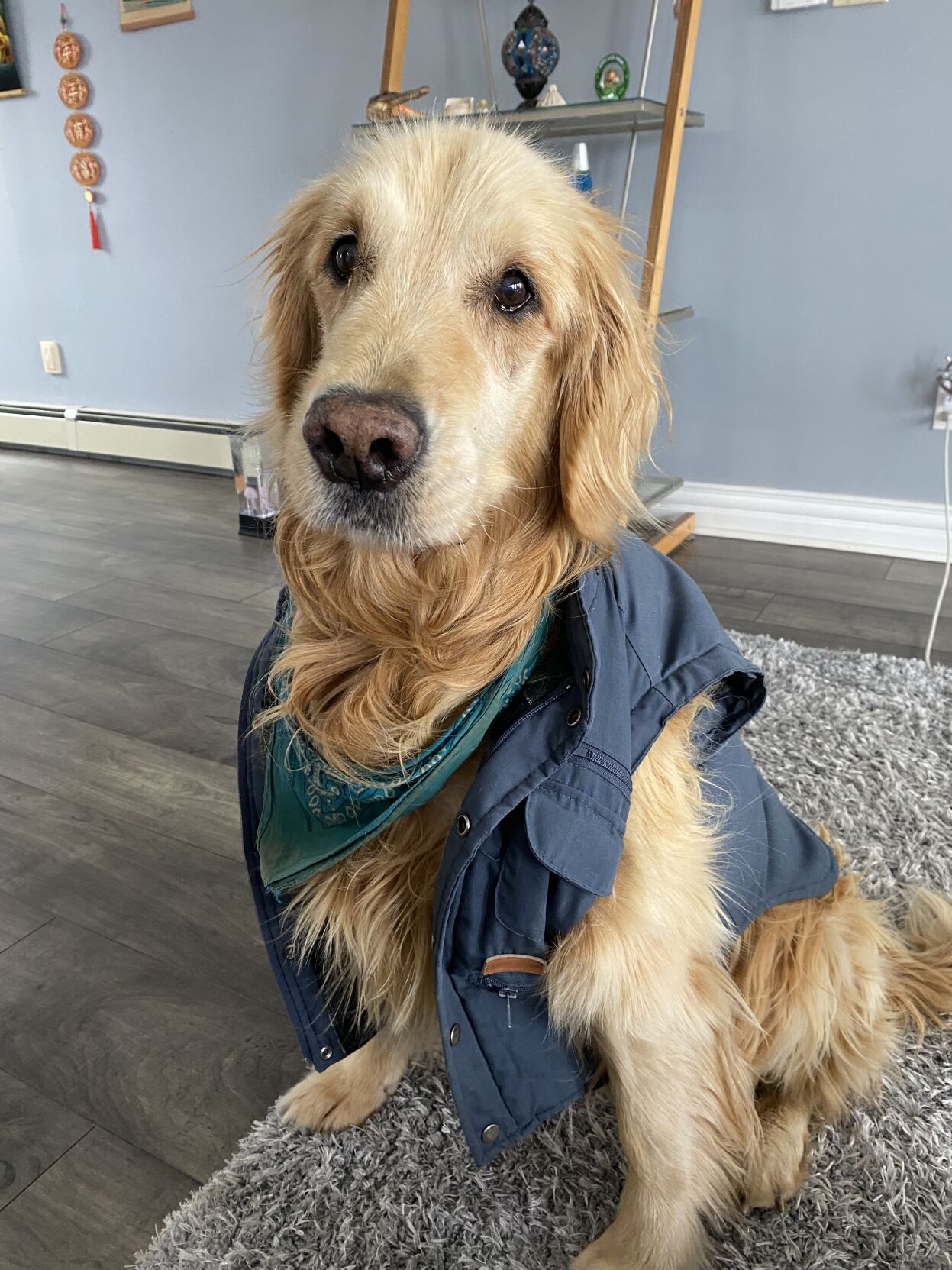 Golden Retriever passes owner’s missing sock | West Prince Graphic ...