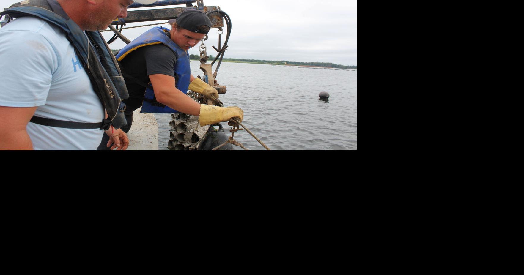 Students learning the ins and outs of the shellfish industry | West ...