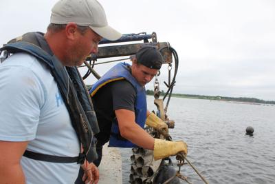 Students learning the ins and outs of the shellfish industry | West ...