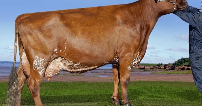 PEI cow sets new single lactation fat record for milking shorthorns ...