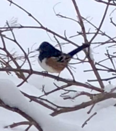 Hebron bird watcher spots rare visitor | West Prince Graphic ...