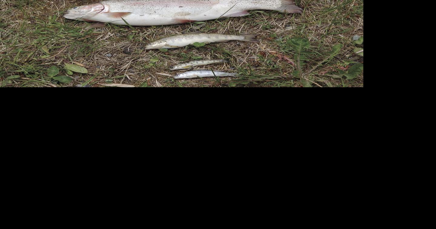 DFO finds no abnormality in Cardigan River after fish kill | The ...