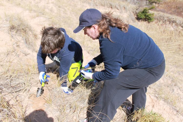 Volunteers plant Marram Grass at St Peter's Harbour sand dunes | The ...