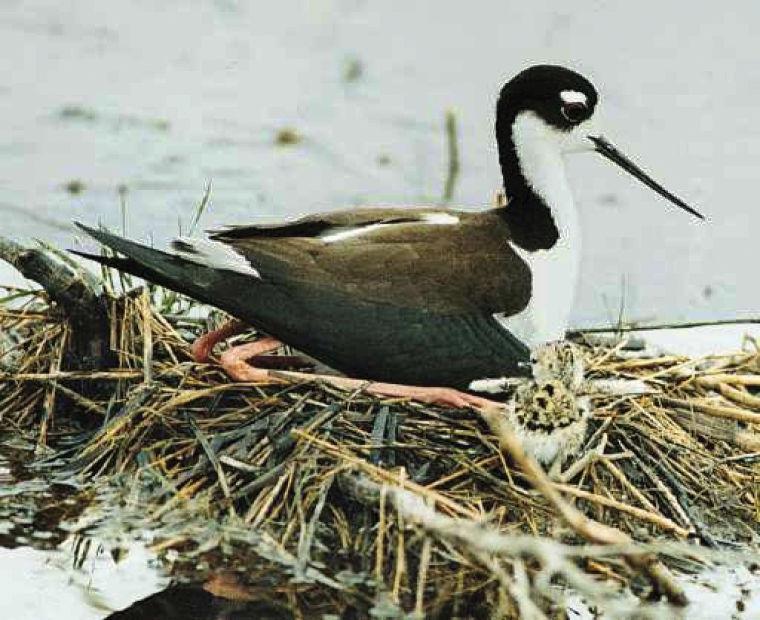 Rare birds among PEI's list of fine feathered friends | News ...