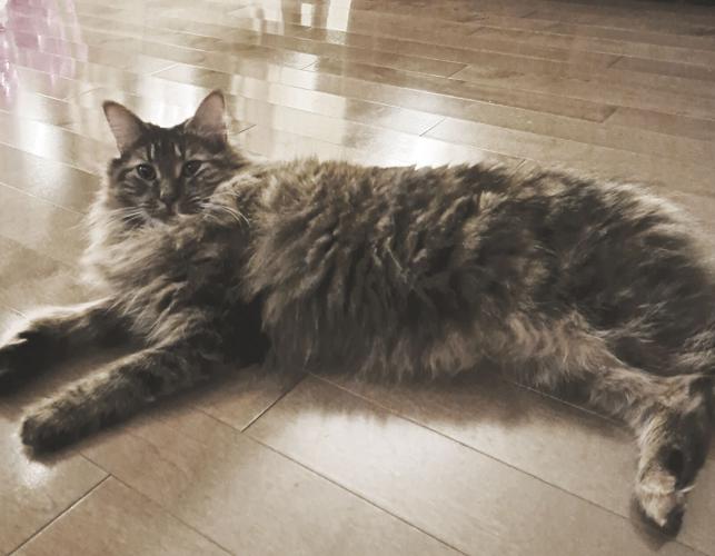 Neighbourly effort reunites displaced cat with Quebec family | The ...