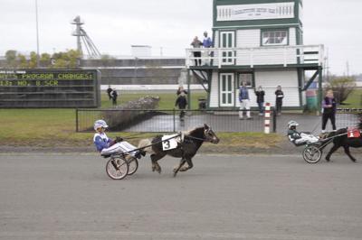 Miniature Horses and Drivers | Atlantic Post Calls | peicanada.com