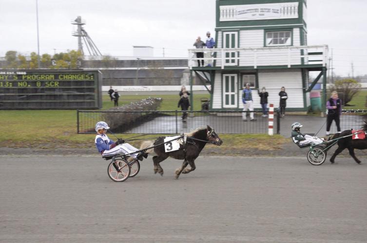 Miniature Horses and Drivers | Atlantic Post Calls | peicanada.com