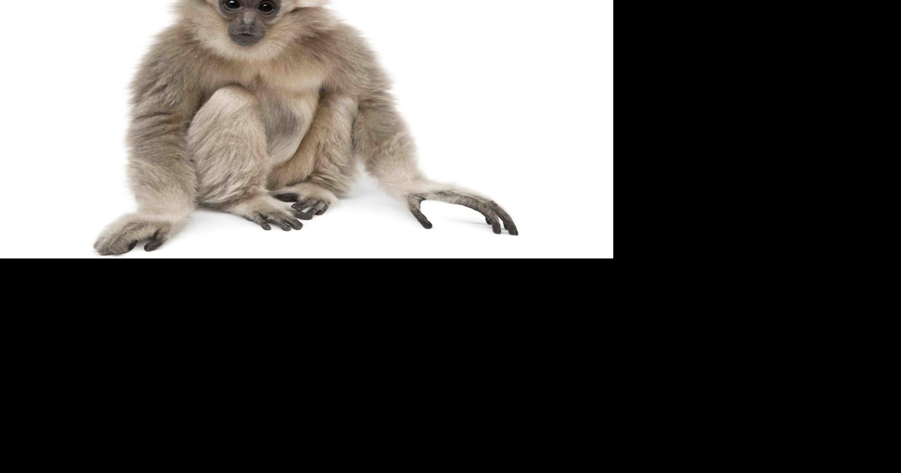 2 rare gibbons born at Wildlife World Zoo | Features | peoriatimes.com