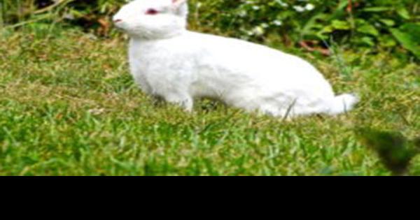 Rabbits galore in Gore | Community | perrytribune.com