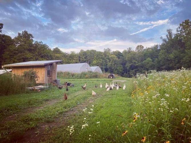 Fern Hollow farm provides sustainable perspective on agriculture | News ...