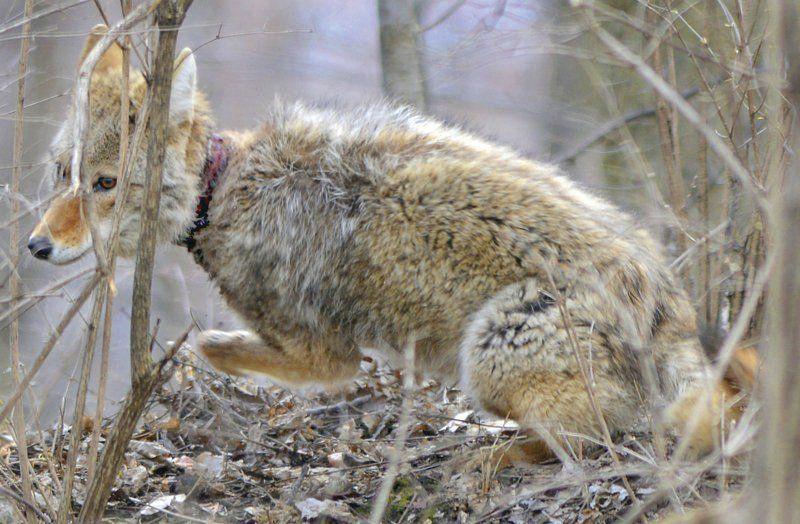 Local coyote sightings increase as mating season peaks | Local News ...