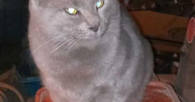 Pet of the Week: Vinnie the cat | Community Happenings | pharostribune.com