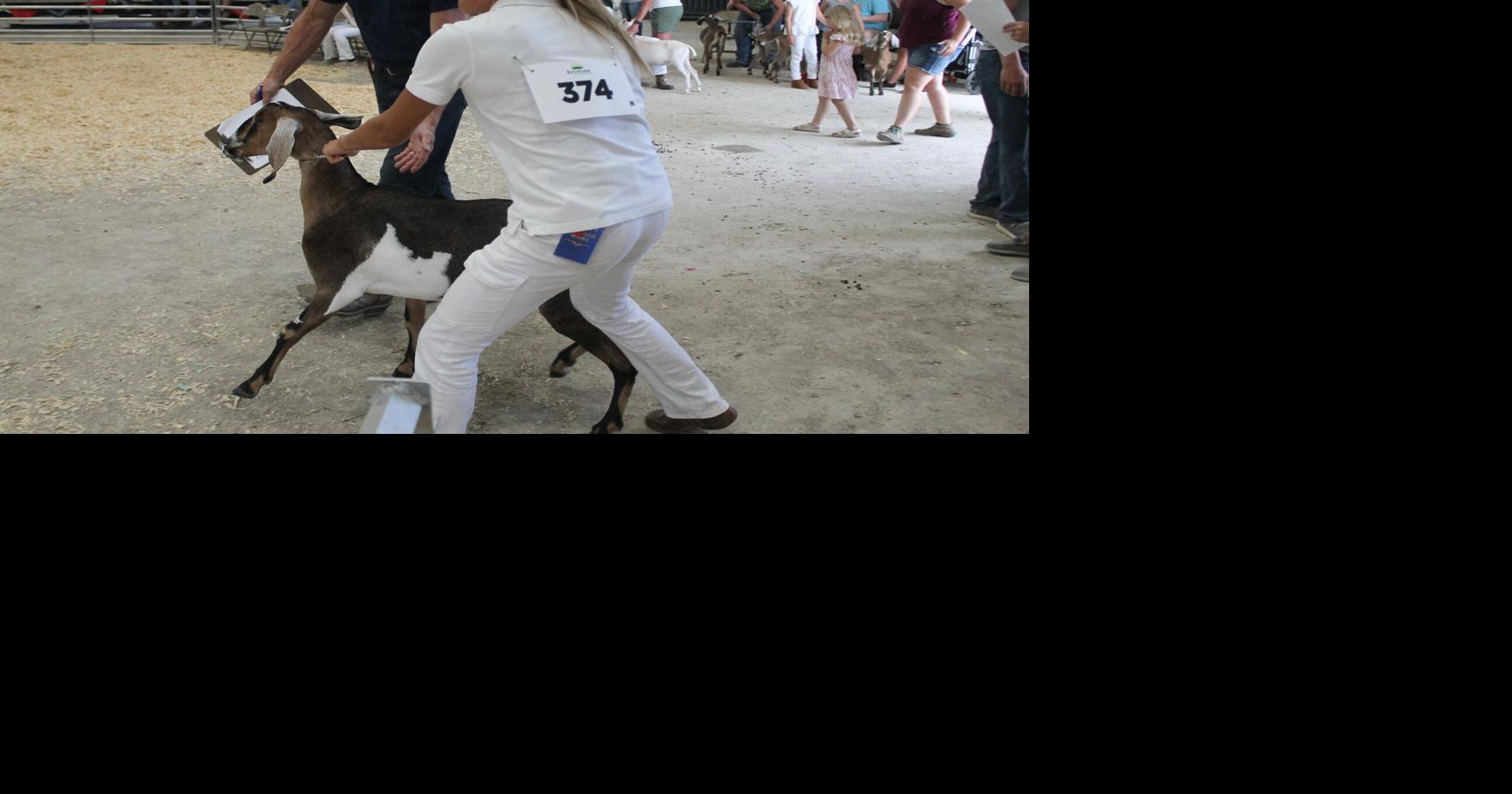 Goats take center stage Monday at the Cass County 4-H fair ...
