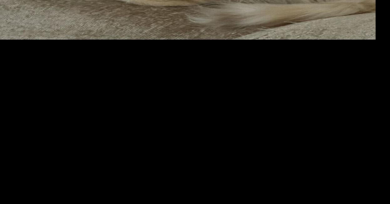 Pet of the Week: Carmel the cat | Community Happenings | pharostribune.com