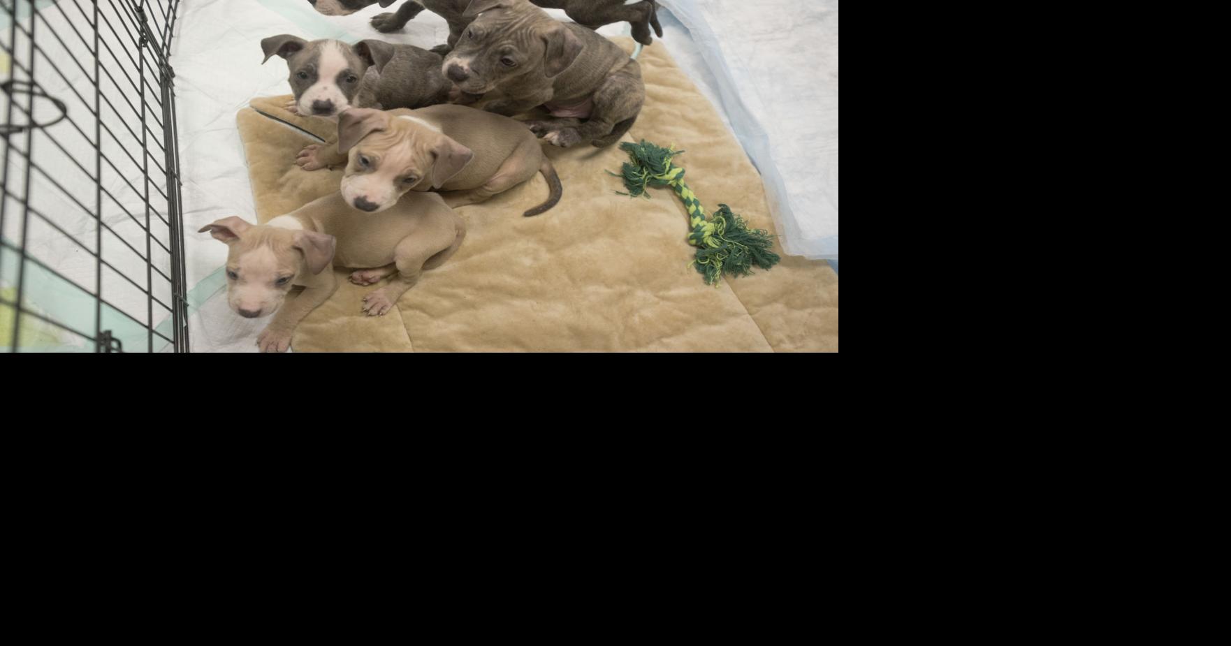 Humane Society, Cause for Paws hosting informational event | News ...