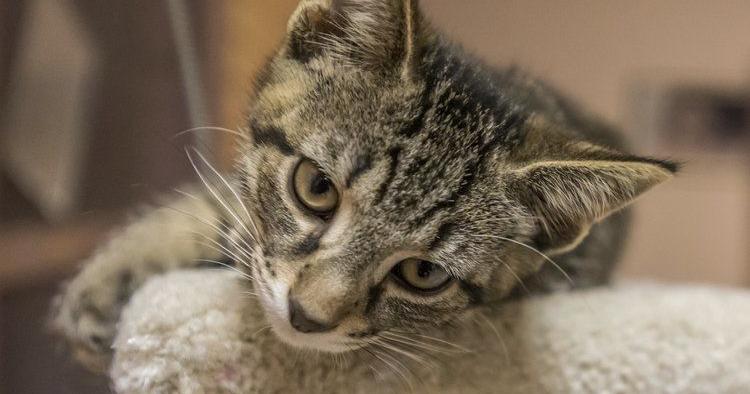 A Cause for Paws looks for new home after ousted by Rural King | News ...