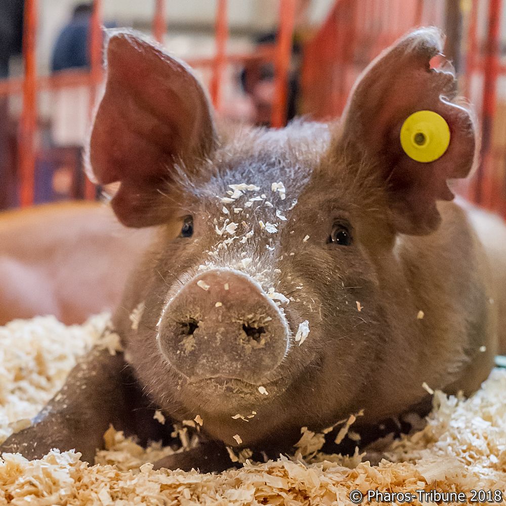 Cass County Classic Show Pig Sale 2018 | Cass County Fair ...