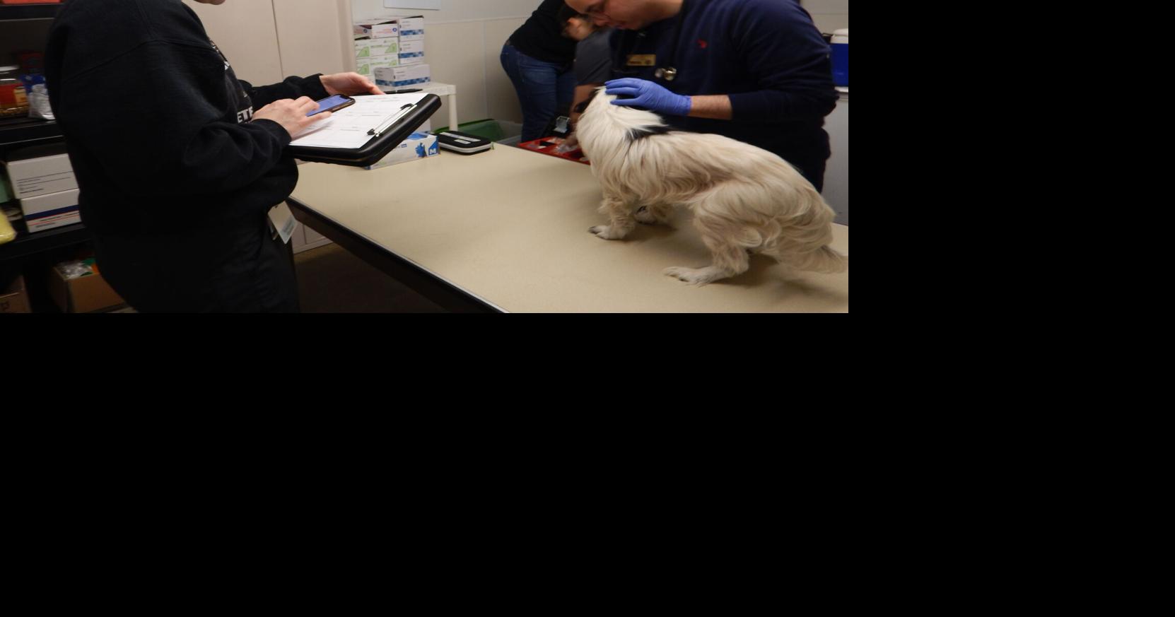 Purdue Veterinary Medicine students visit Pets R Us to examine animals ...
