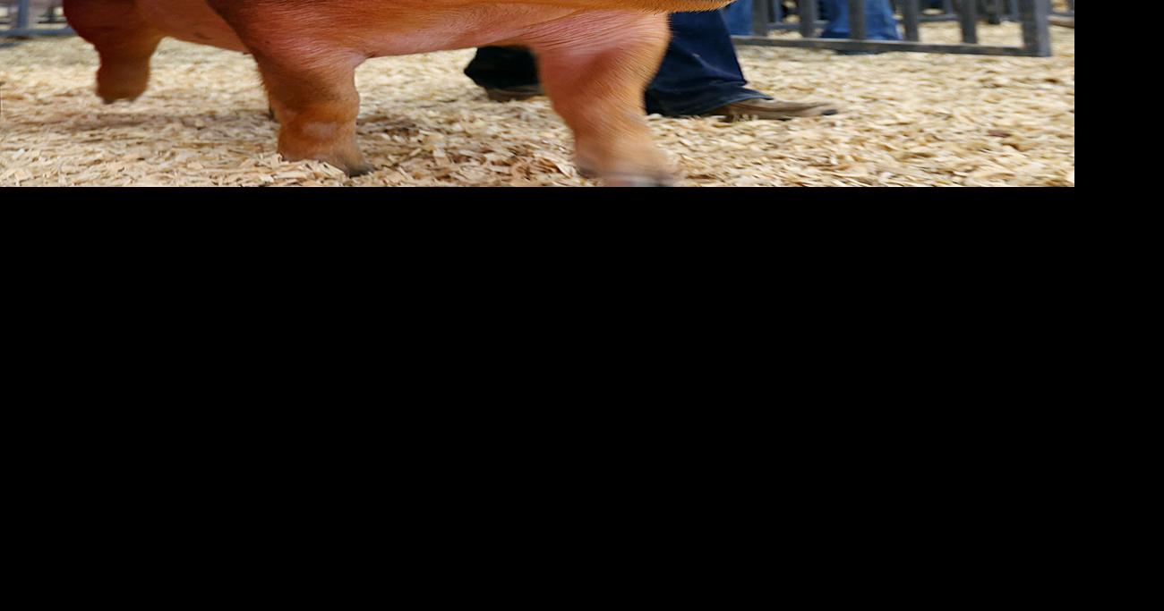 PHOTOS: Cass County Fair Wednesday | Gallery | pharostribune.com