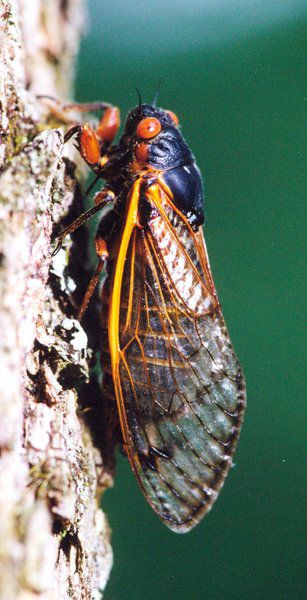 Cicadas are back in Indiana | State News | pharostribune.com