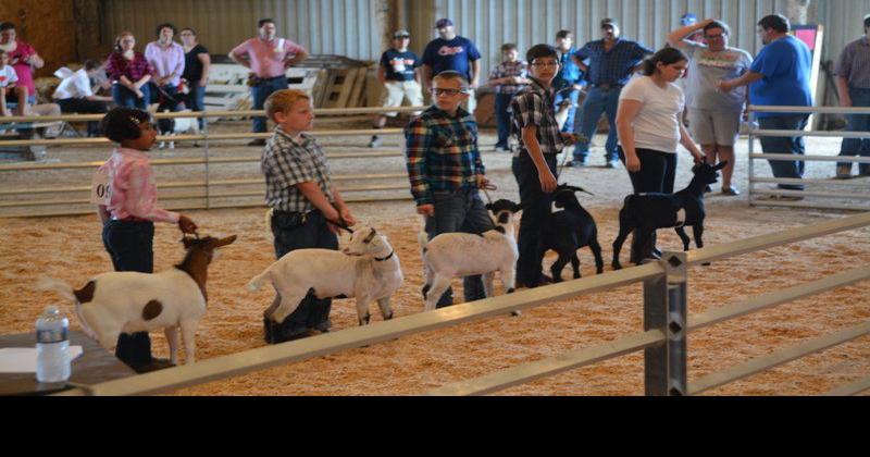 'Fainting goats' debut at Cass County 4-H Fair | Local News ...