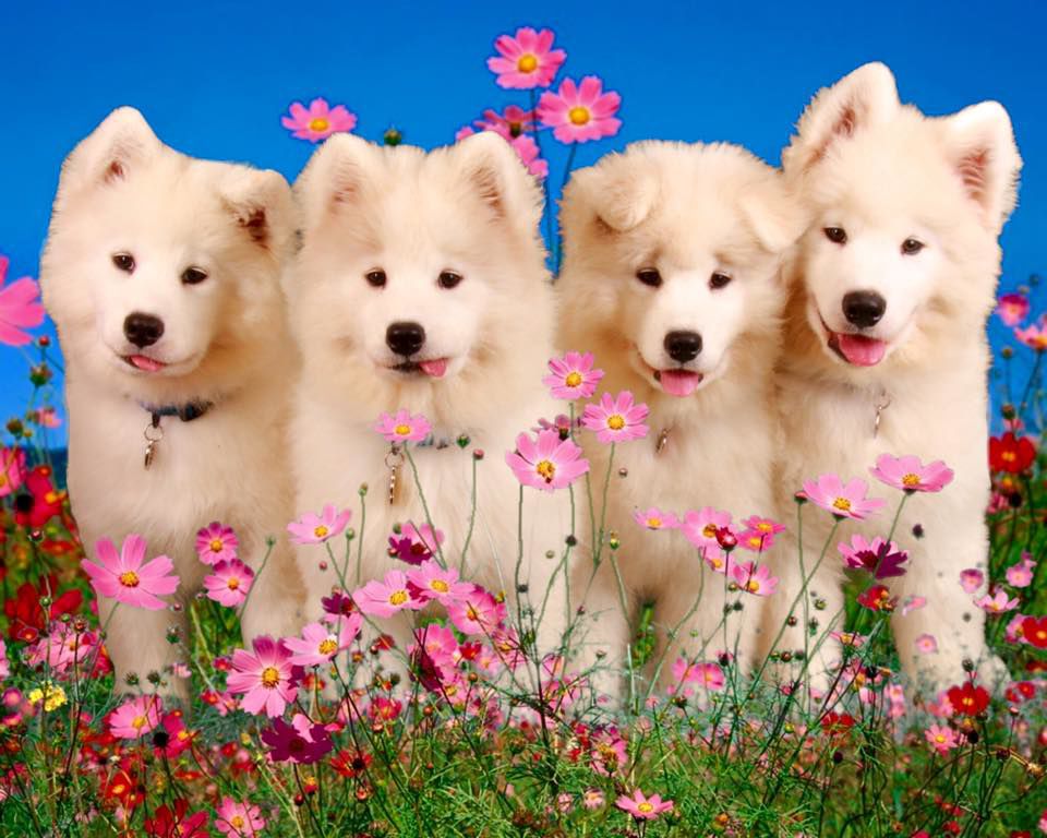 Woof, woof: Two events support animal advocacy | Local News ...