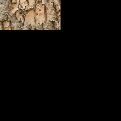 Ash trees across Indiana being bored to death | Local News ...