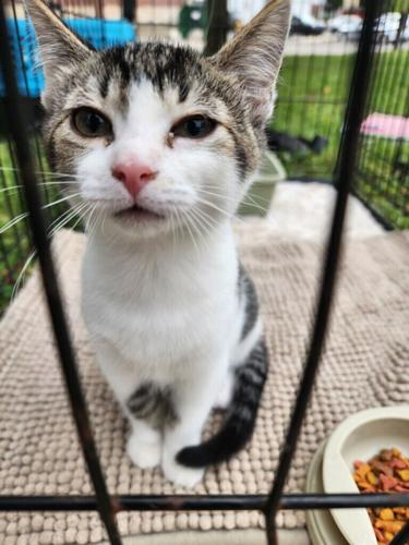 Pet of the Week: Tude the cat | | pharostribune.com