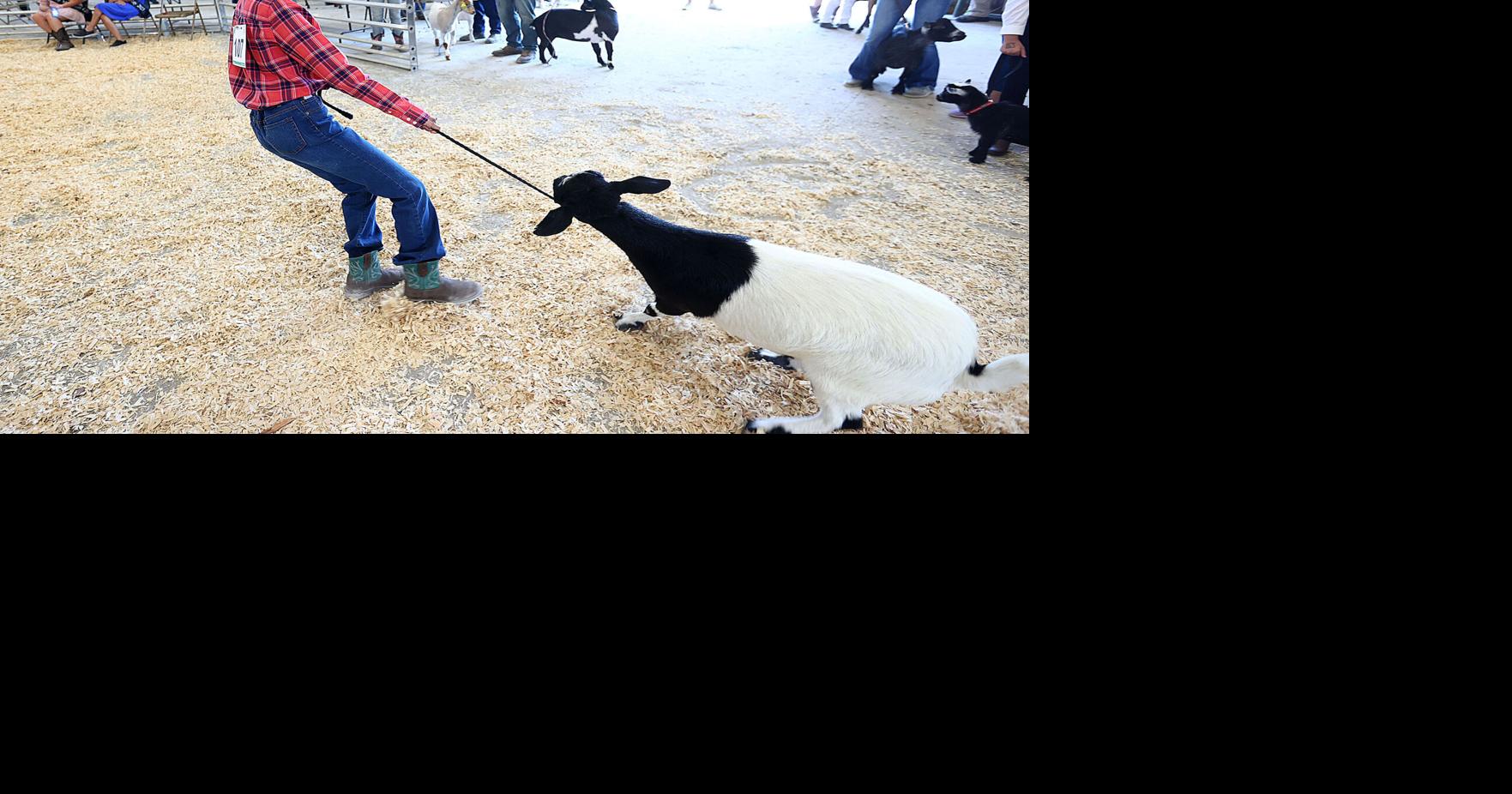 Goat breeds take center stage at the Cass County 4-H fair | Cass County ...