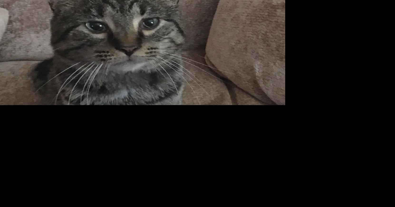 Pet of the Week: Morgan the cat | Community Happenings | pharostribune.com