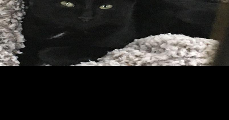 Pet of the week: Pepper the cat | News | pharostribune.com
