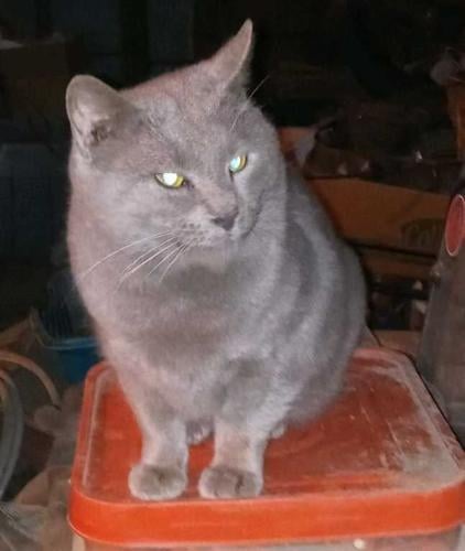 Pet of the Week: Vinnie the cat | News | pharostribune.com