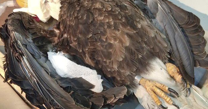From sore to soaring: Now healed, eagle returns to wild | Local News ...