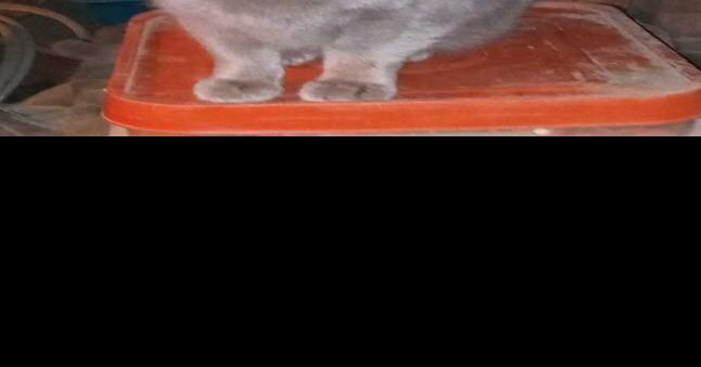 Pet of the Week: Eclipse the cat | Community Happenings | pharostribune.com