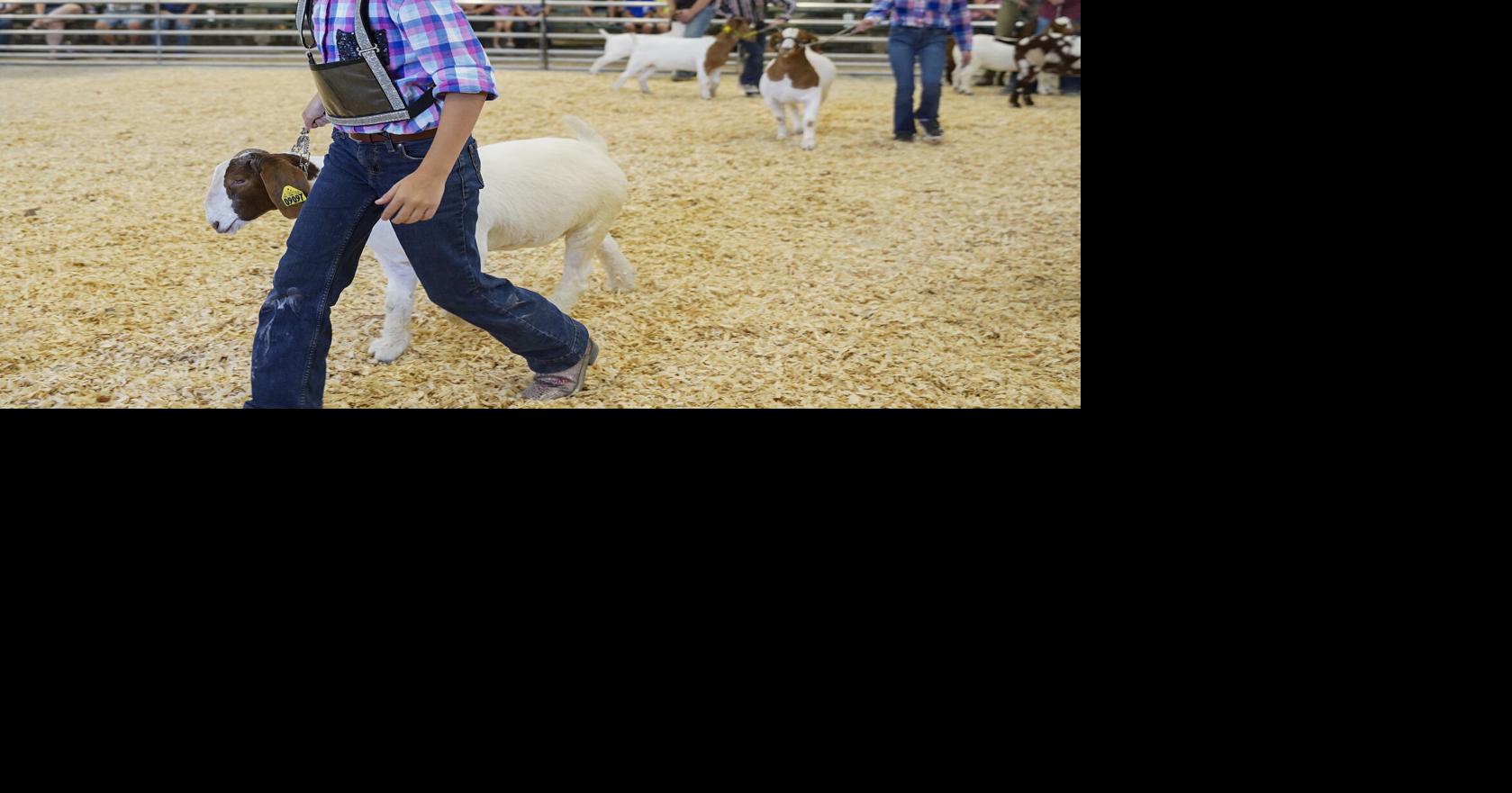 Managing divas of the fair: Raising goats is hard, but rewarding for ...