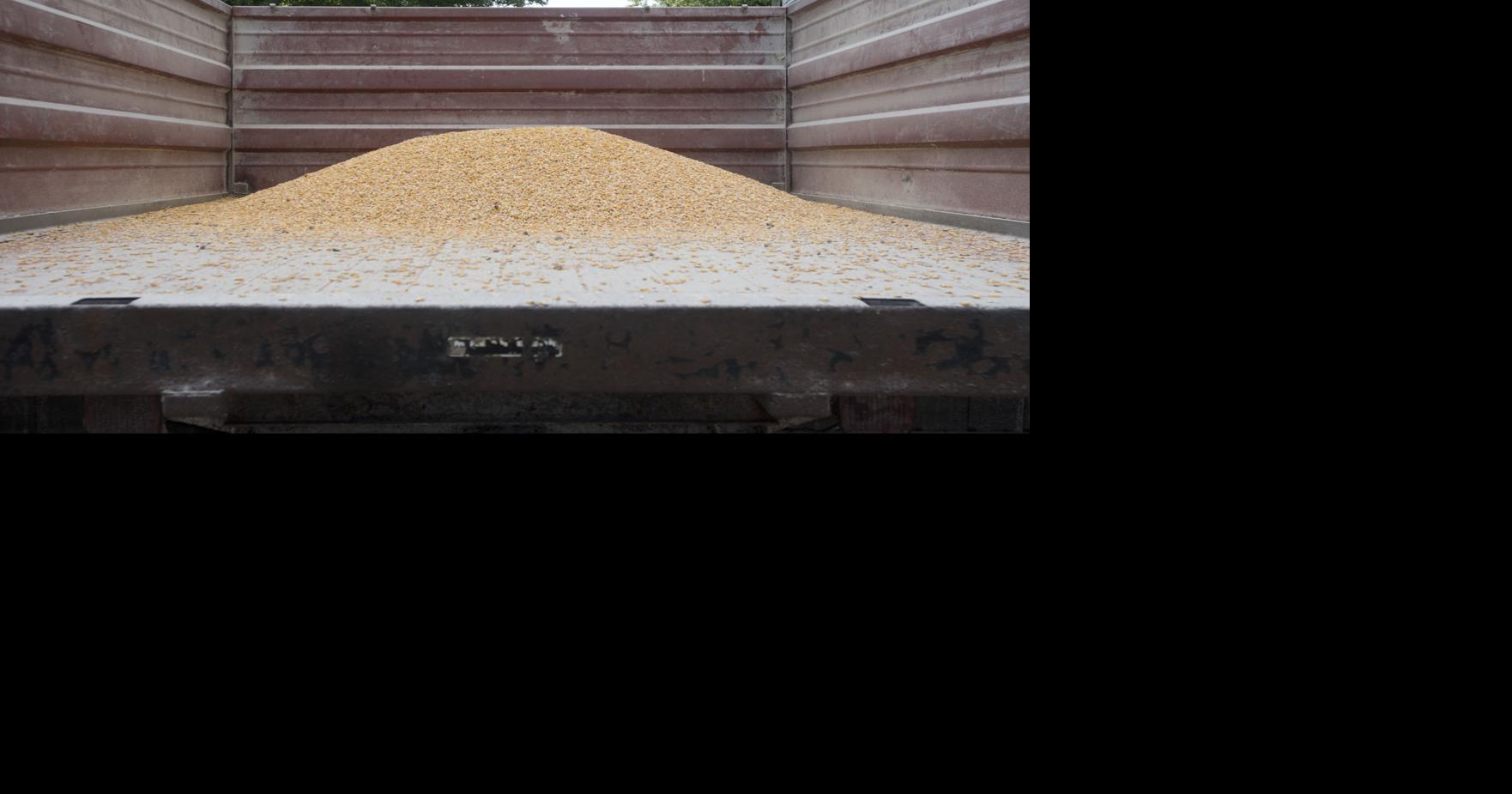 USDA experts warn about grain infestations | Local News | pharostribune.com