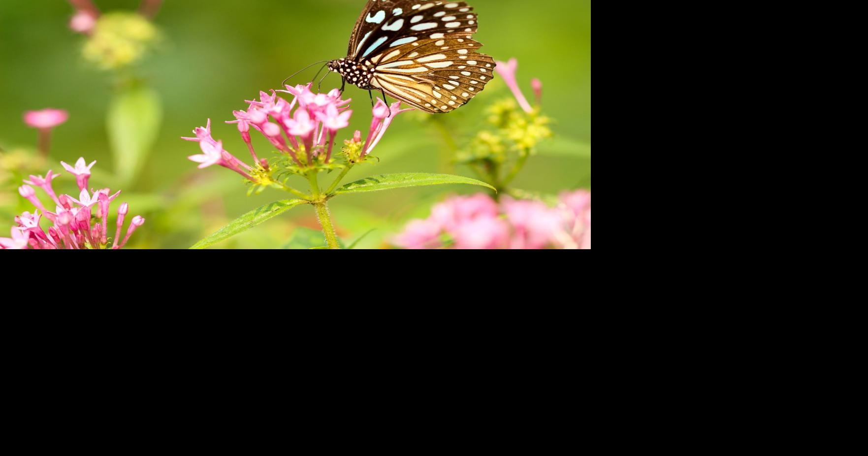 Did you know: First day of spring (March 20) | The Learning Key ...
